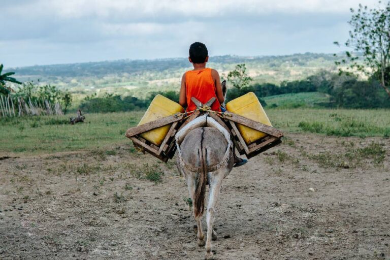 7 Signs of a Healthy Donkey [Is Your Donkey Healthy?]