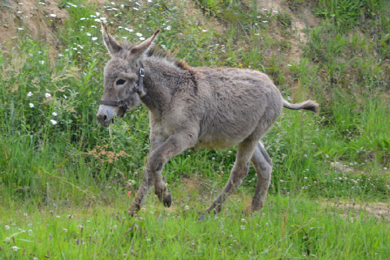 How Fast Can a Donkey Run? [Or Can They Even Run?]