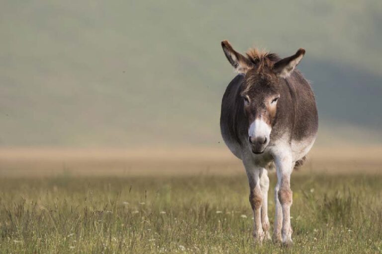 How to Get Rid of Flies on Your Donkey? [Plus Prevention Methods]