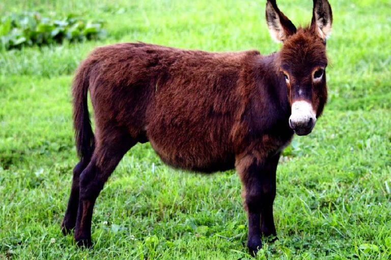 What is a Miniature Donkey?