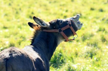 Why Do Donkeys Kick? [And How to Avoid Getting Kicked]