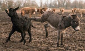 Why Do Donkeys Kick? [And How to Avoid Getting Kicked]