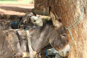 Why Do Donkeys Bite Each Other on the Neck? [There's Always a Reason ...
