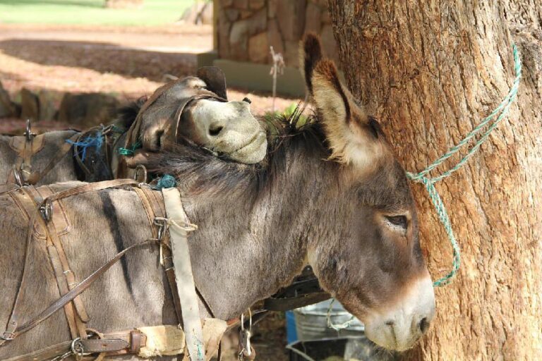 Why Do Donkeys Roll in Dust? [It's Not Just to Have Fun]