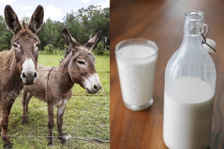 What are the Benefits of Donkey Milk? | Donkey on Farm