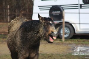 Do Donkeys Laugh? [Plus Why Do They Do It?]