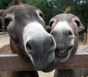 Do Donkeys Laugh? [Plus Why Do They Do It?]