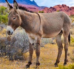 Donkey vs Mule vs Burro: What is the Difference?