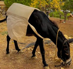 How Cold is Too Cold for a Donkey? [Plus Tips to Keep Them Warm]