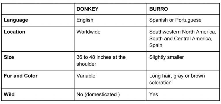 Donkey vs Mule vs Burro: What is the Difference?