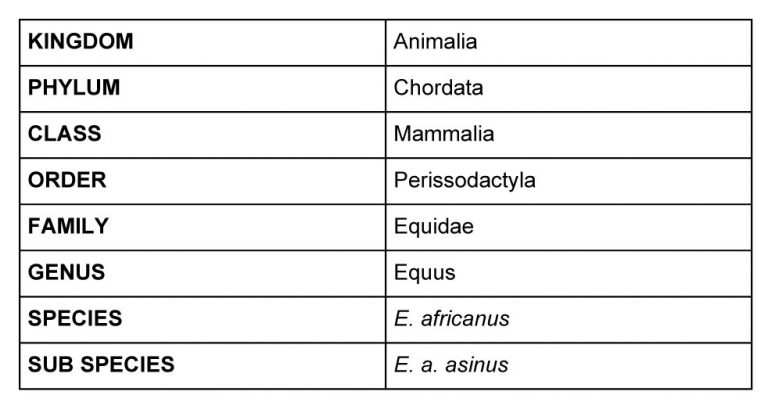 Donkey vs Mule vs Burro: What is the Difference?