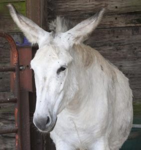 Donkey vs Mule vs Burro: What is the Difference?