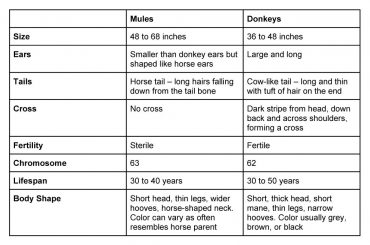 Donkey vs Mule vs Burro: What is the Difference?
