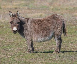 How Much Does a Donkey Weigh? [Plus Weight Monitoring Tips]