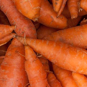 15 Healthy Treats for Donkeys That Are Easy to Find [Plus What to Avoid]