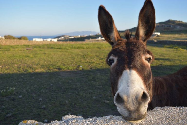 Donkey vs Mule vs Burro: What is the Difference?