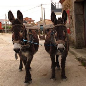 7 Large Donkey Breeds That You Should Know [With Pictures]