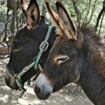 Donkeys in Spain: 7 Breeds You Should Know