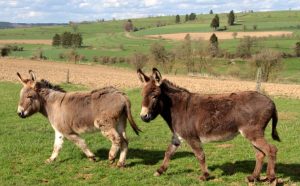 Pros and Cons of Owning a Donkey [Are the Pros Worth It?]