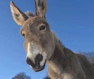 Are Donkeys Smart? [Hint: A Donkey's Smartness is Underrated]
