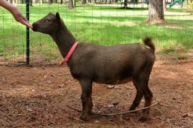 Nigerian Dwarf Goat Vs Pygmy Goat: Which One Should You Choose?