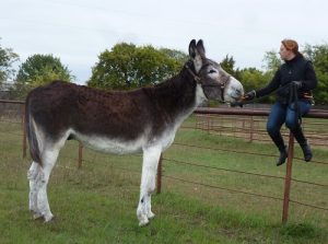 7 Large Donkey Breeds That You Should Know [With Pictures]