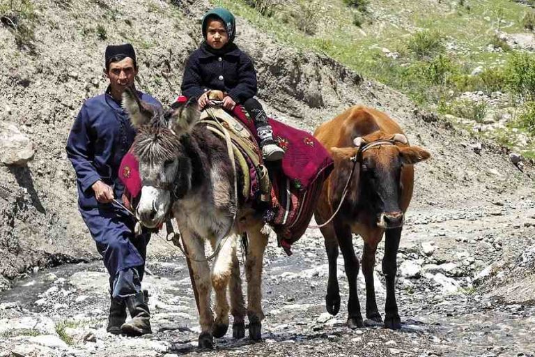 Donkey vs Mule vs Burro: What is the Difference?