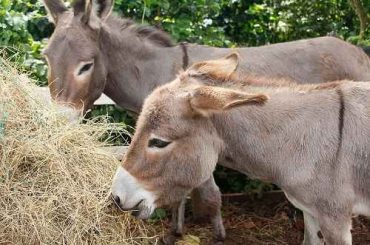 What to Feed a Pregnant Donkey? [Dos and Don'ts]
