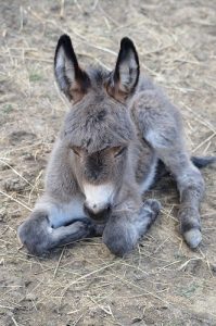 5 Common Health Problems in Donkeys [And Ways to Prevent Them]